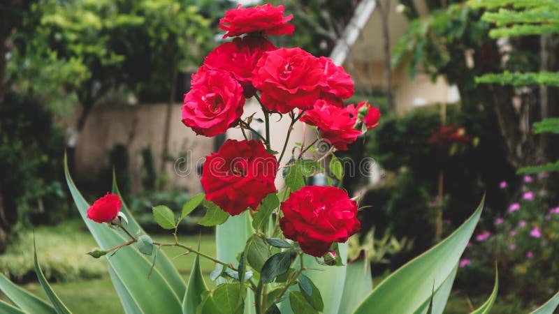 Rose in a secret garden stock photo. Image of flower - 106788002