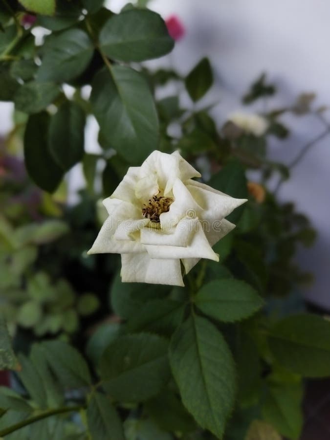 The Rose Flower is Seen from Above Stock Image - Image of rose, branch ...