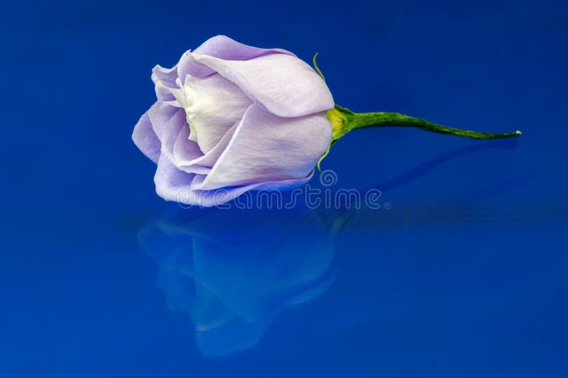 Lilac colored rose flower stock image. Image of gift - 194882489