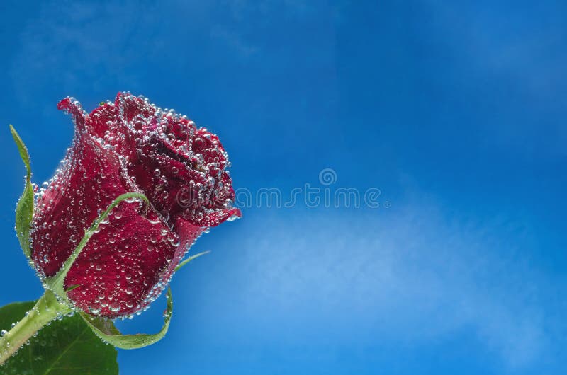 Rose Flower on Sky Background Stock Photo - Image of white, rose: 90691688