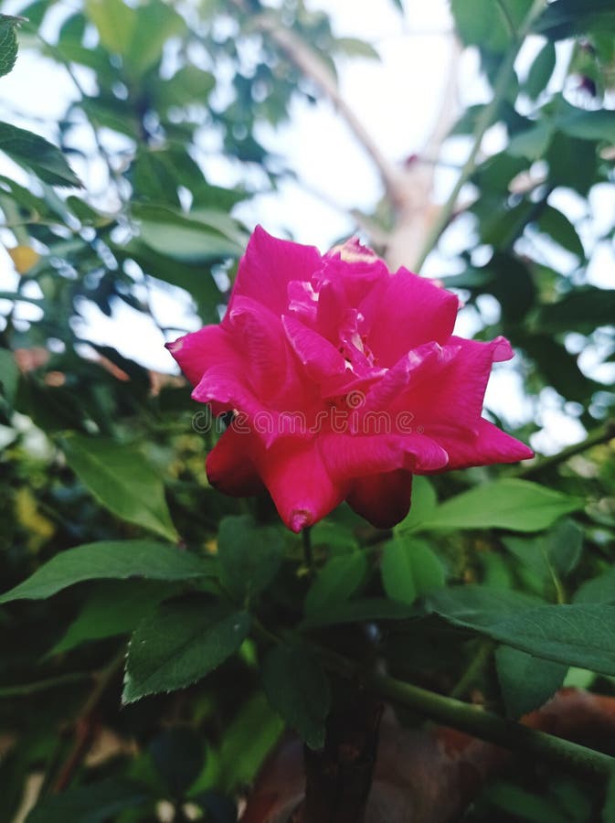 Rose flower in tree stock photo. Image of blossom, pink - 224373430