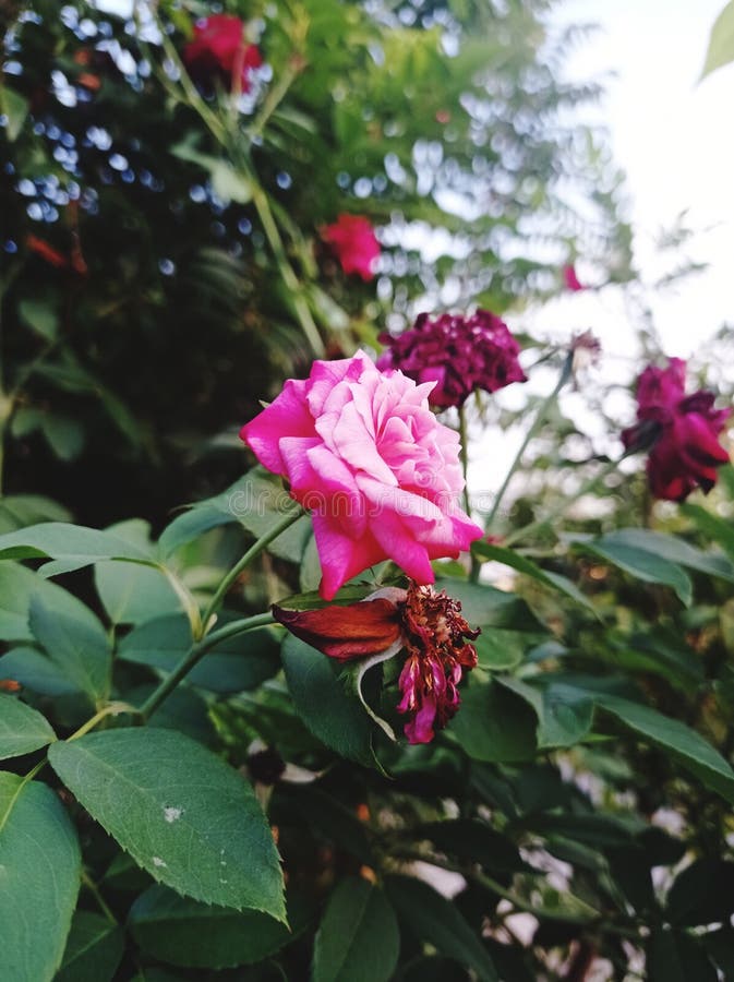 Rose flower in tree stock image. Image of blossom, leaf - 224373465