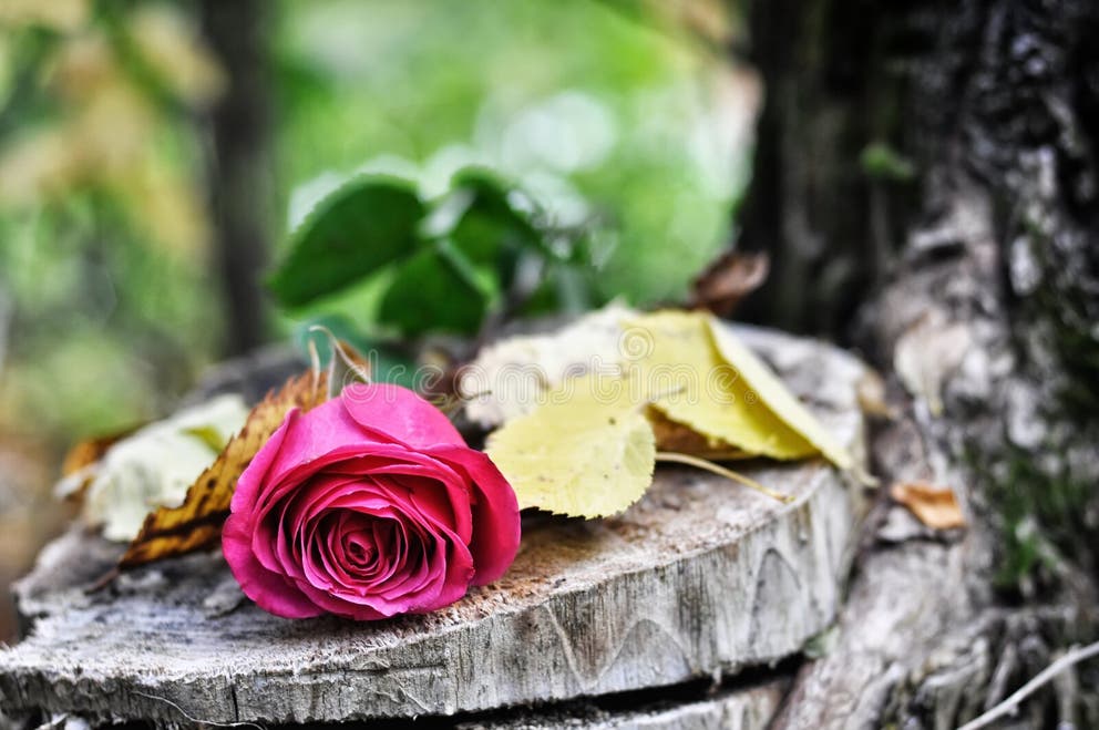 Rose Flower on a Tree Stump Stock Image - Image of petal, small: 49790825