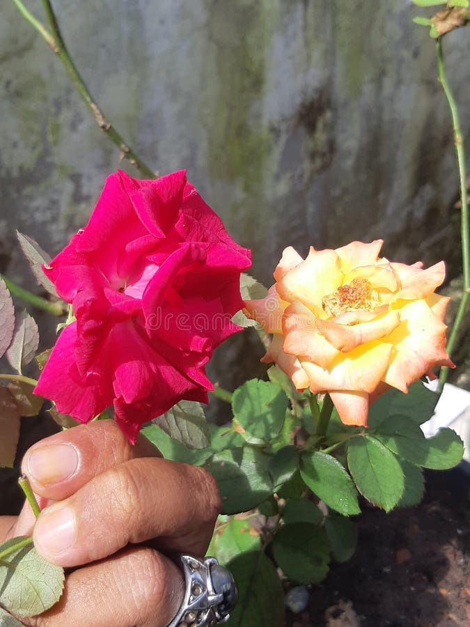 451 Twin Rose Stock Photos - Free & Royalty-Free Stock Photos from ...