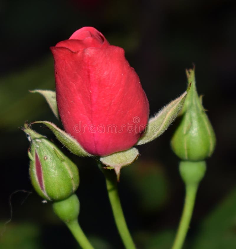 Rose stock photo. Image of roses, romantic, flower, dark - 96951394