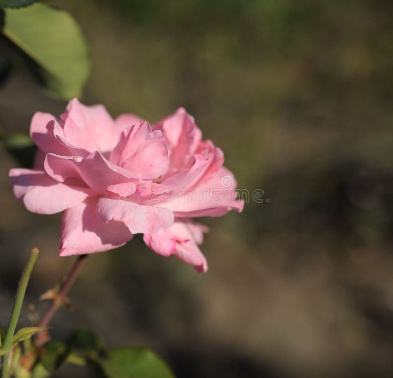 Rose Flower, Variety `Queen Elizabeth`. Stock Image - Image of ... Rose Flower, Variety `Queen Elizabeth`. Stock Image - Image of ...