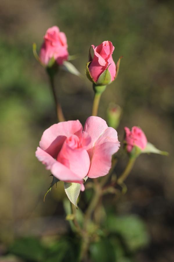 Rose Flower, Variety `Queen Elizabeth`. Stock Image - Image of ... Rose Flower, Variety `Queen Elizabeth`. Stock Image - Image of ...