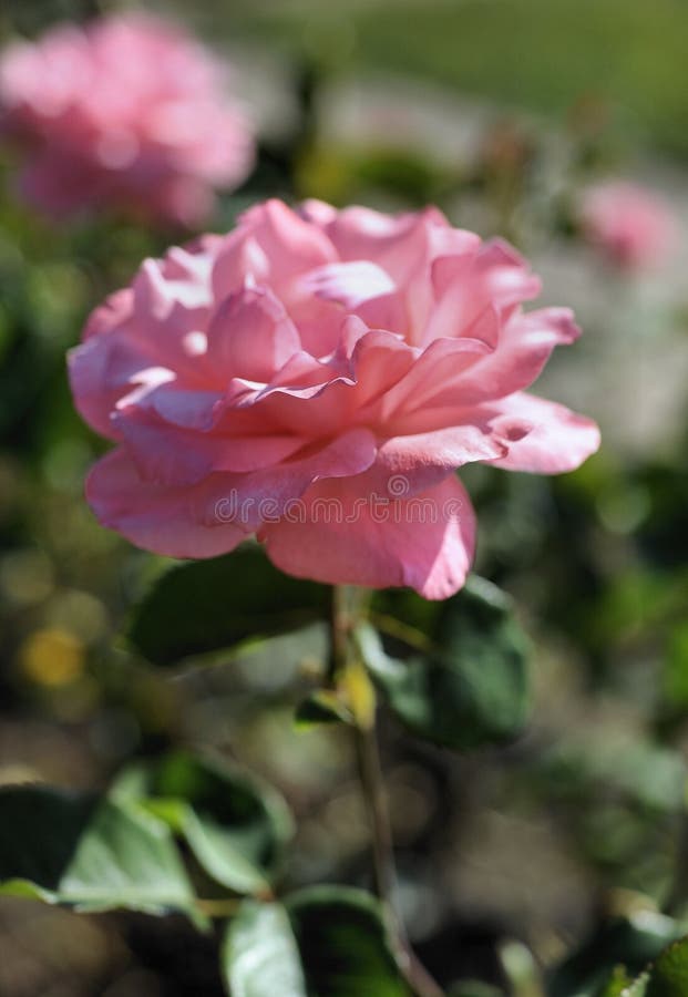 Rose Flower, Variety `Queen Elizabeth`. Stock Photo - Image of 1954 ... Rose Flower, Variety `Queen Elizabeth`. Stock Photo - Image of 1954 ...