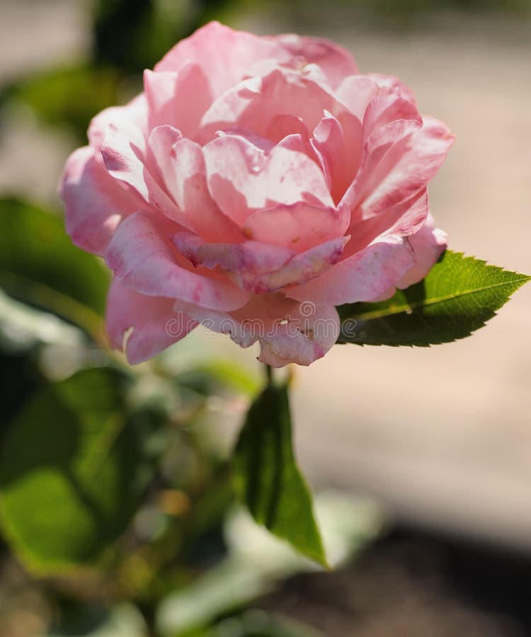 Rose Flower, Variety `Queen Elizabeth`. Stock Photo - Image of flower ... Rose Flower, Variety `Queen Elizabeth`. Stock Photo - Image of flower ...
