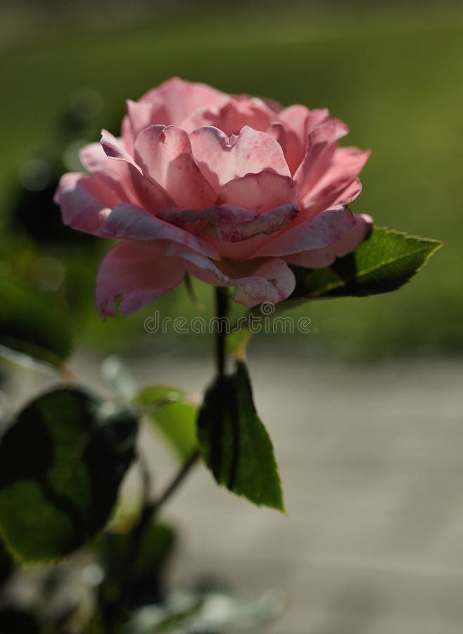 Rose Flower, Variety `Queen Elizabeth`. Stock Image - Image of queen ... Rose Flower, Variety `Queen Elizabeth`. Stock Image - Image of queen ...