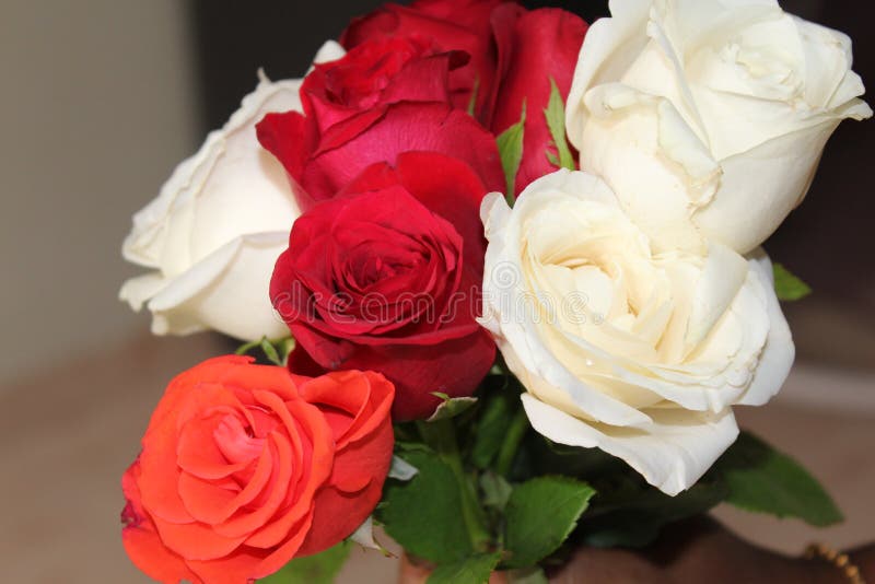 Rose flower stock photo. Image of design, greeting, floor - 83356348