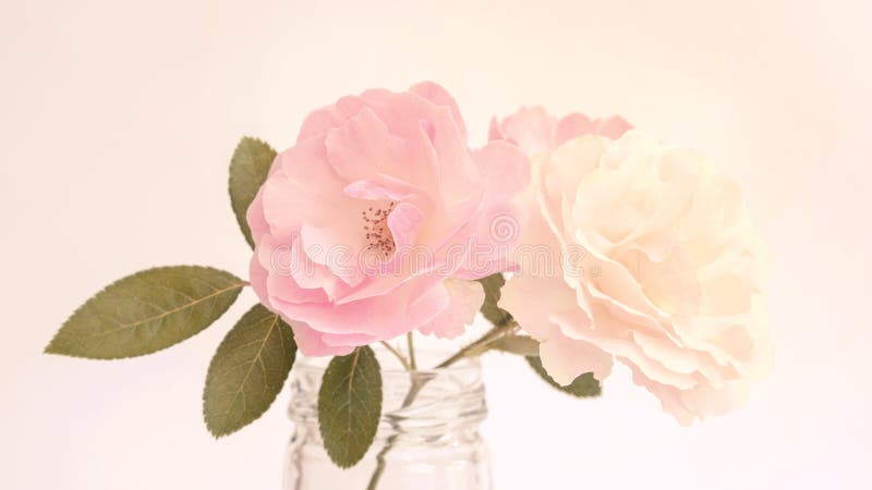 Rose Flower in a Vase, Pastel Color Stock Image - Image of love ...