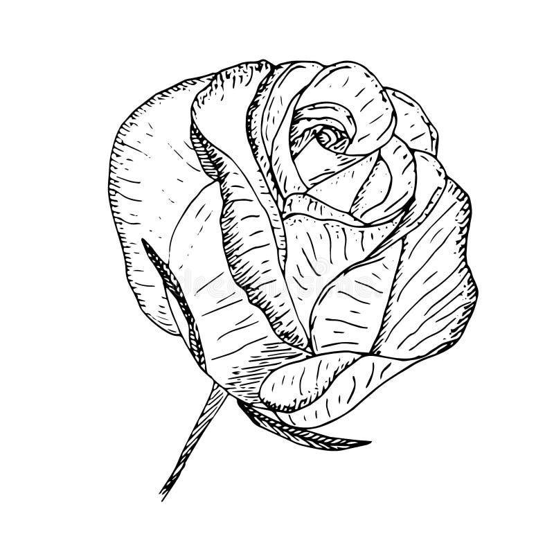 Rose Flower, Vector Illustration, Hand Drawing Stock Illustration ...