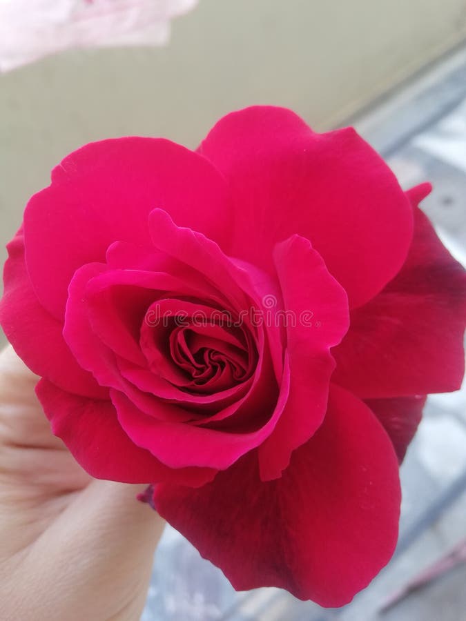 Rose flower in village stock image. Image of spring - 221239093