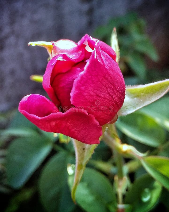 Rose Flower with Water Drop Stock Image - Image of pink, nature: 154339415
