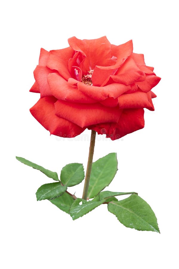 Rose Flower on White Background Stock Photo - Image of pink, petal ...