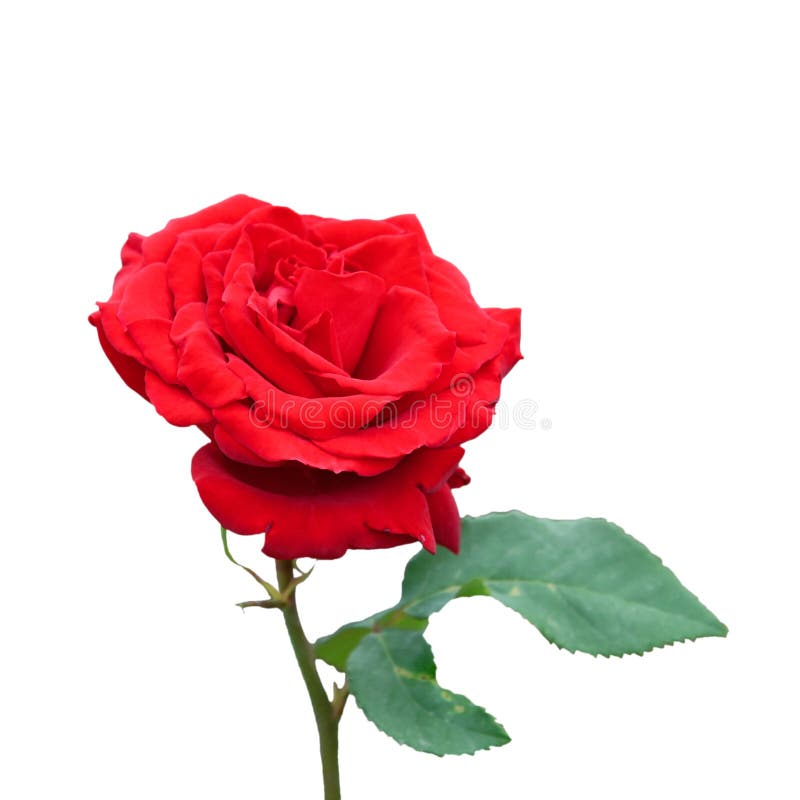 Rose Flower White Background Stock Image - Image of fresh, plant: 288165235