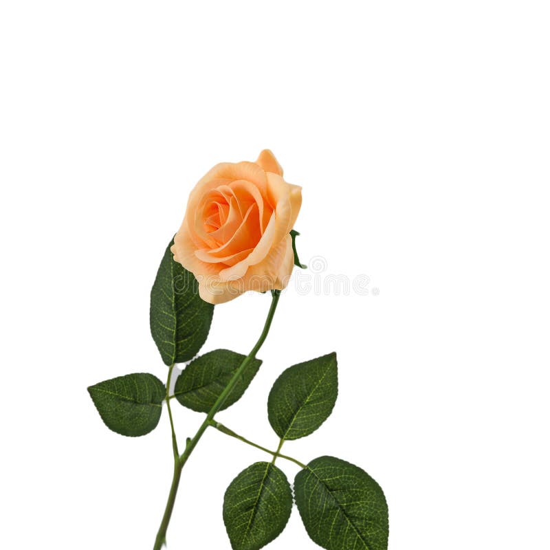 Rose Flower White Background Stock Photo - Image of gentle, rose: 288165376