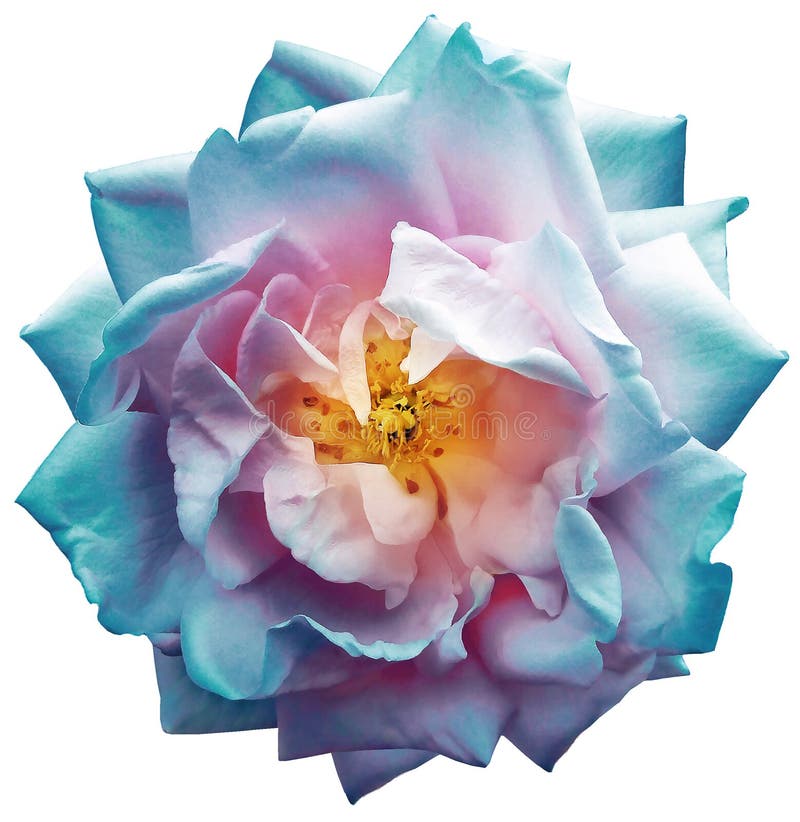 Rose Flower on a White Isolated Background. Closeup. for Design. Nature ...