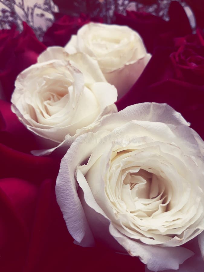 Rose flower stock photo. Image of lover, night, rose - 139444212