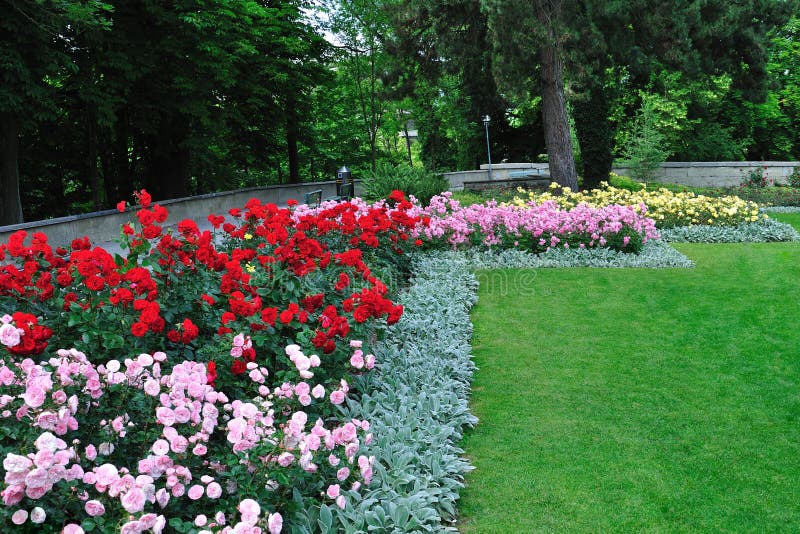 Rose Flowerbeds in a Garden of Bern, Switzerland Stock Image - Image of ...
