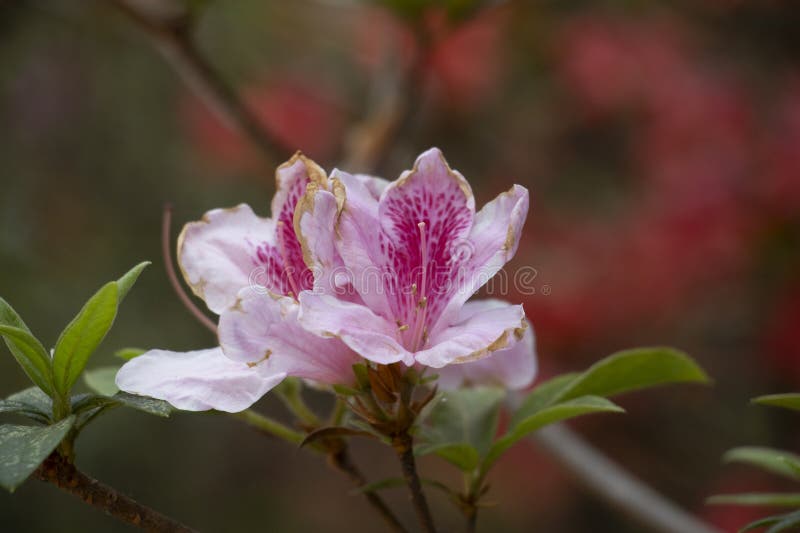 Rose Flowers of Azalea Close Up Stock Image - Image of garden, azalea ...