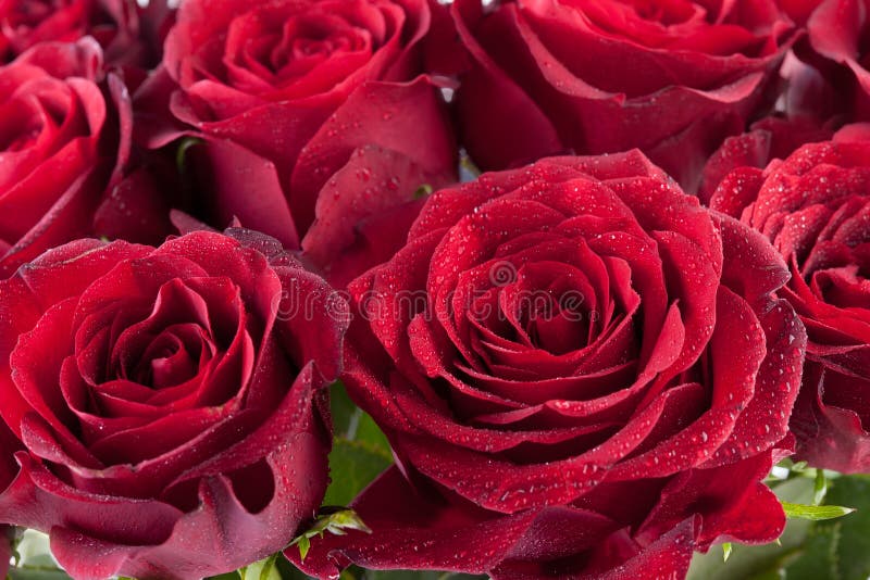 Rose Flowers Background Roja Imagen de archivo - Imagen de hermoso ...