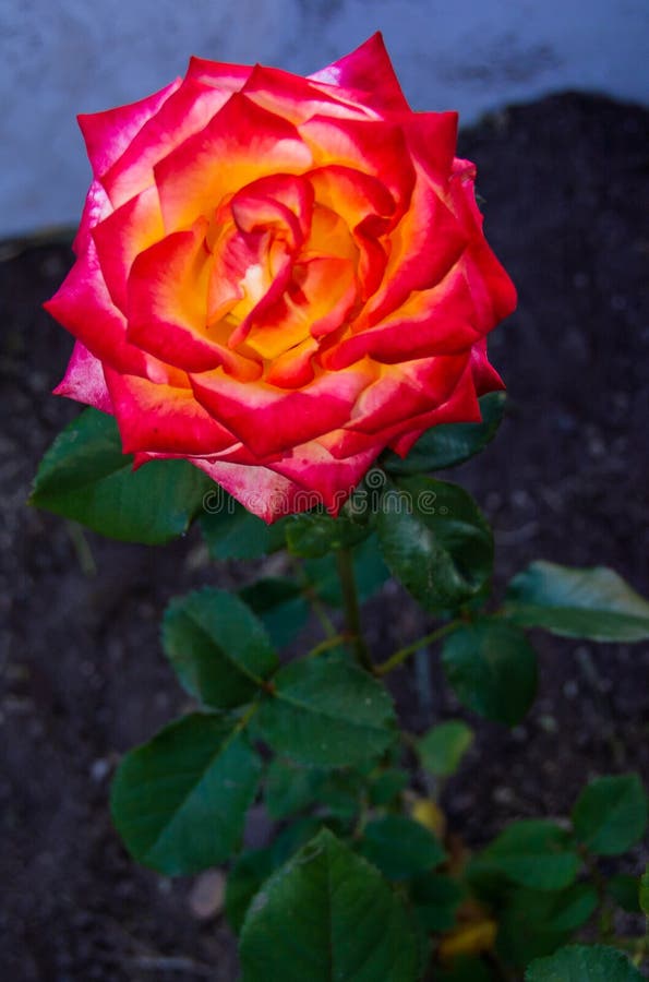 Rose. Flowers. a Beautiful Rose Bloomed in the Garden. Stock Image ...