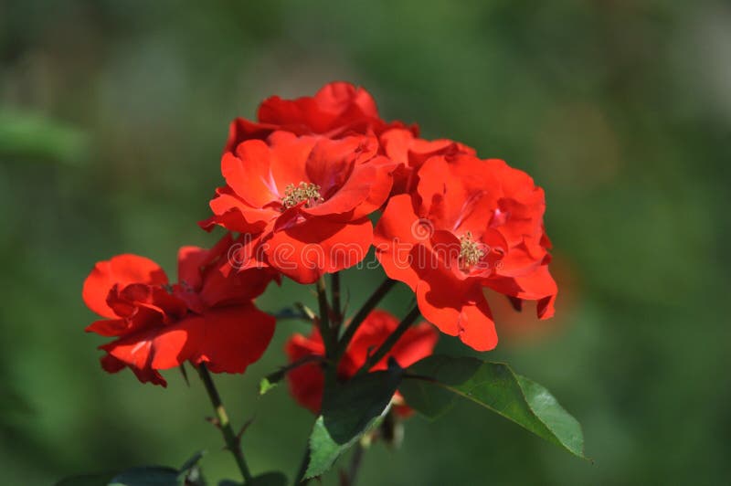 Rose,Flowers stock photo. Image of flowers, springtime - 98714210