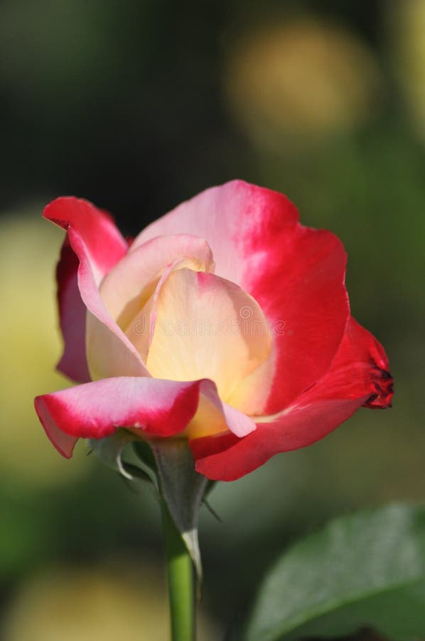 Rose,Flowers stock image. Image of odor, flower, herb - 98760251