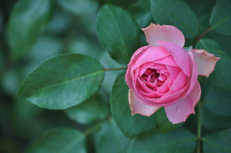 Rose,Flowers stock photo. Image of nature, life, summertime - 98762530