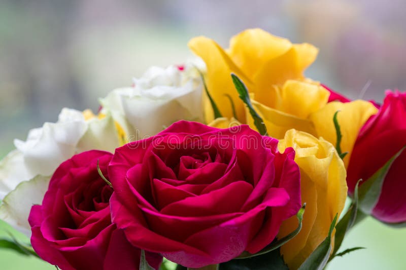 Rose flowers stock image. Image of flora, closeup, growth - 317963091