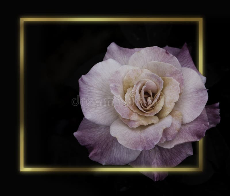 Rose Flowers Design Natural Dark Tones Gold Frame Stock Photos - Free ...