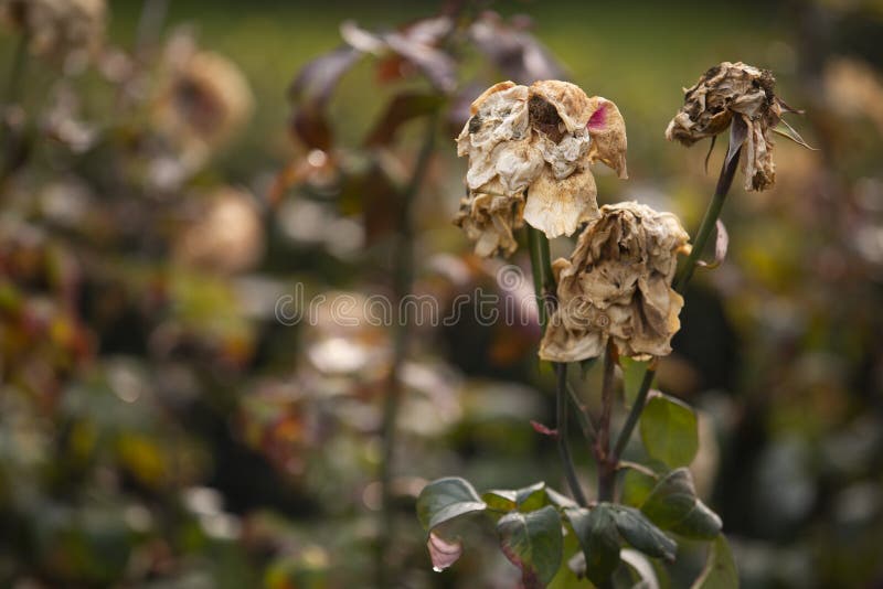 Rose Flowers Fade on the Bush Stock Image - Image of floral, decoration ...