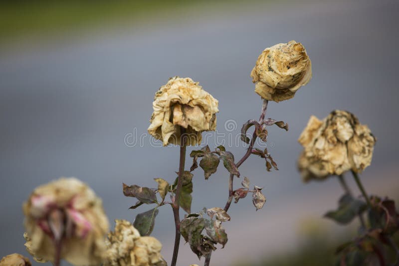 Rose Flowers Fade on the Bush Stock Photo - Image of black, dark: 247962664