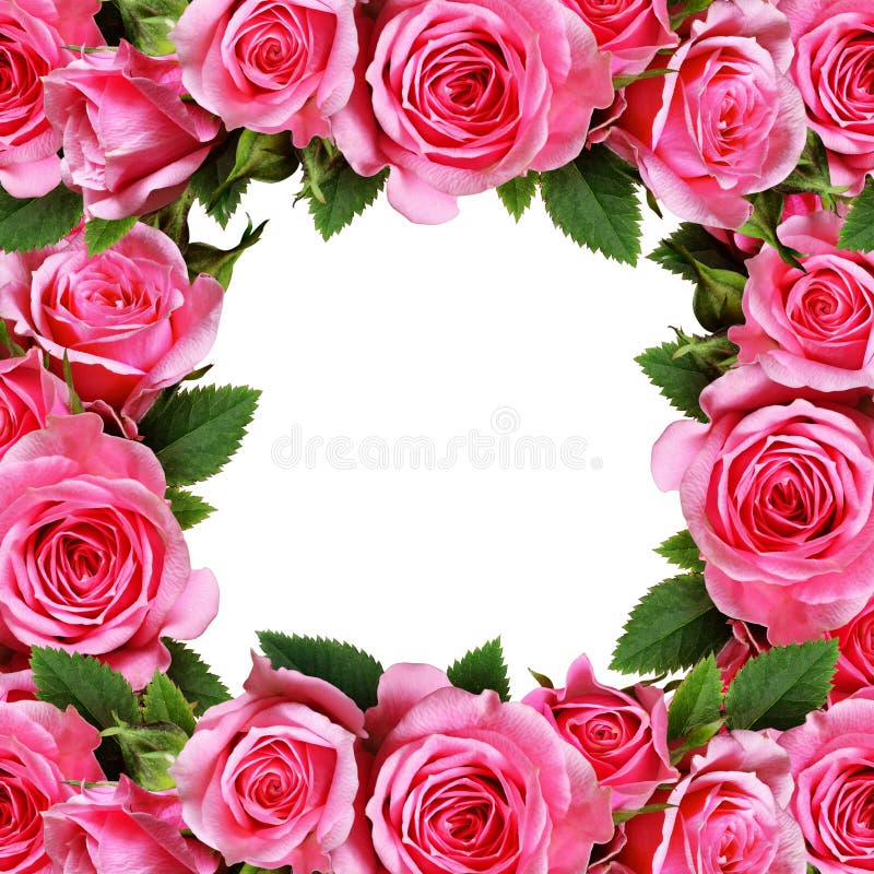 Rose flowers frame stock image. Image of love, festoon - 69360437
