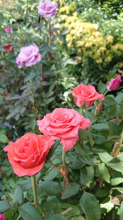 Rose stock photo. Image of fresh, love, rose, flowers - 44025832