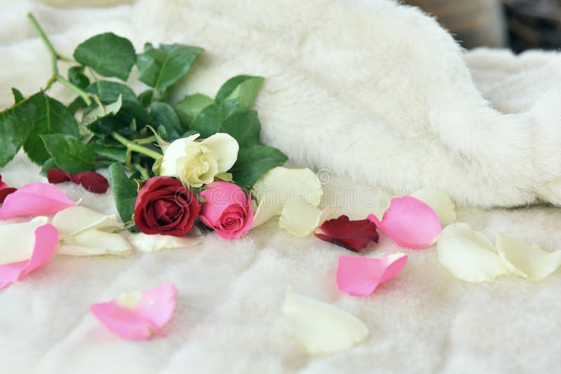 Rose Flowers on Fur Background Stock Photo - Image of flowers, rose ...