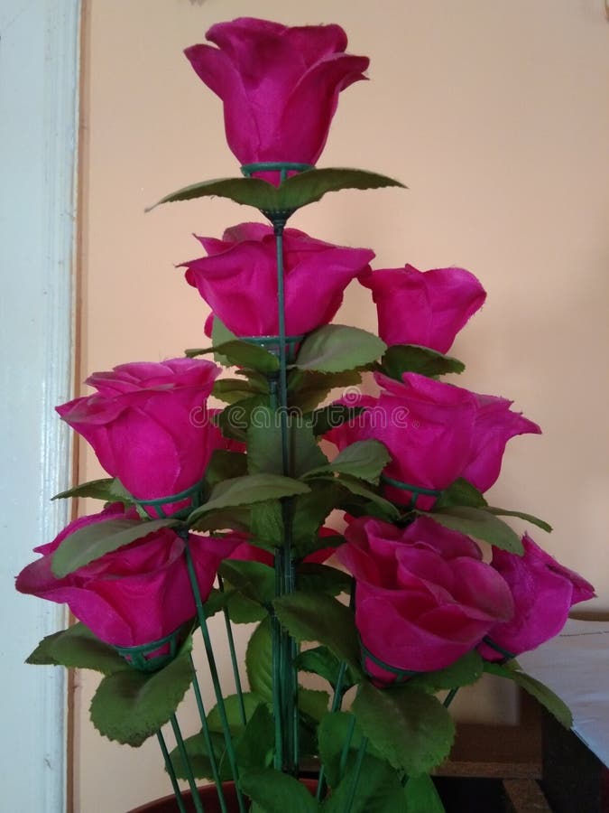 Rose stock photo. Image of green, rose, pink, rosess - 164711558