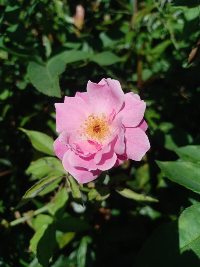 Rose Flowers that Have Not Fully Bloomed in the Yard, and on the Stems ...