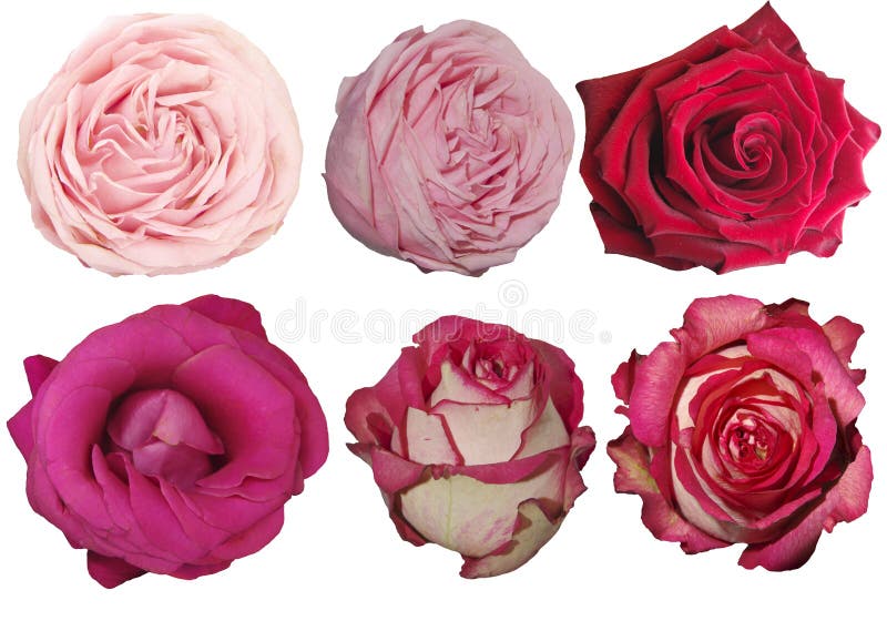 Six Flowers of a Rose Isolated on a White Background. Stock Photo ...