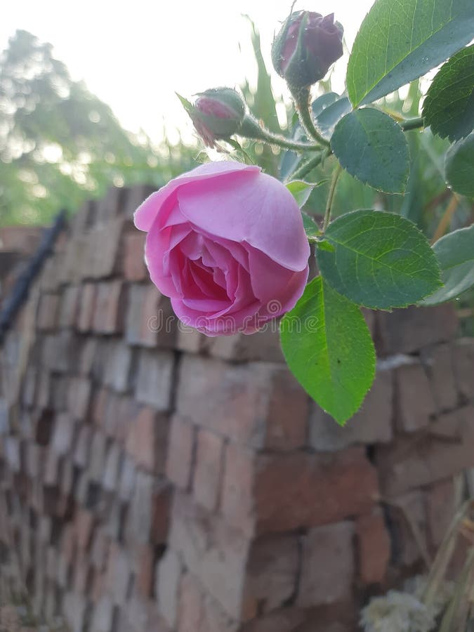 Red rose in dry earth stock photo. Image of outdoors - 25306534