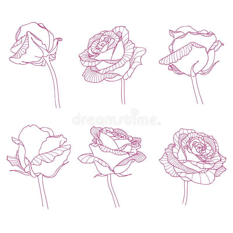 Rose Flowers Linear Graphic Drawing Stock Vector - Illustration of ...