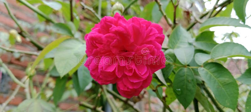 Rose Flowers that Look Elegant are Deep Red in Color Stock Image ...