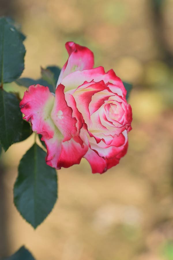 Rose flowers stock image. Image of nature, romance, rose - 133575333