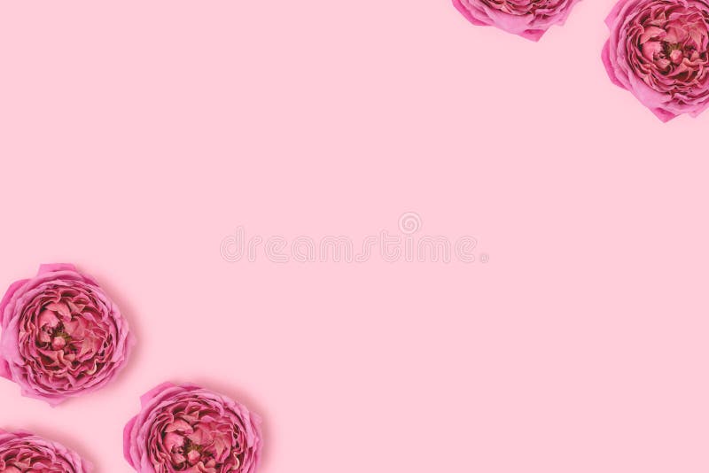 Rose Flowers Scattered on a Pink Pastel Background Stock Photo - Image ...