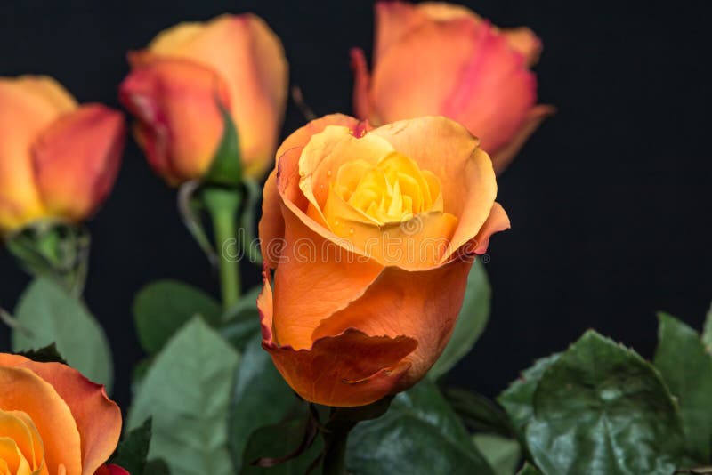 Rose flowers stock photo. Image of dutch, rose, flowers - 83367360