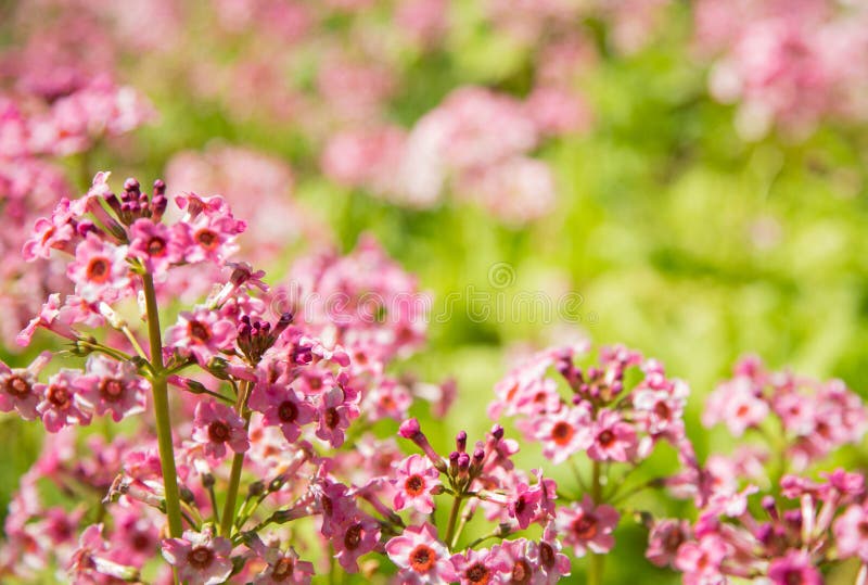 Bed of pink flowers stock image. Image of sunlight, flower - 9363103