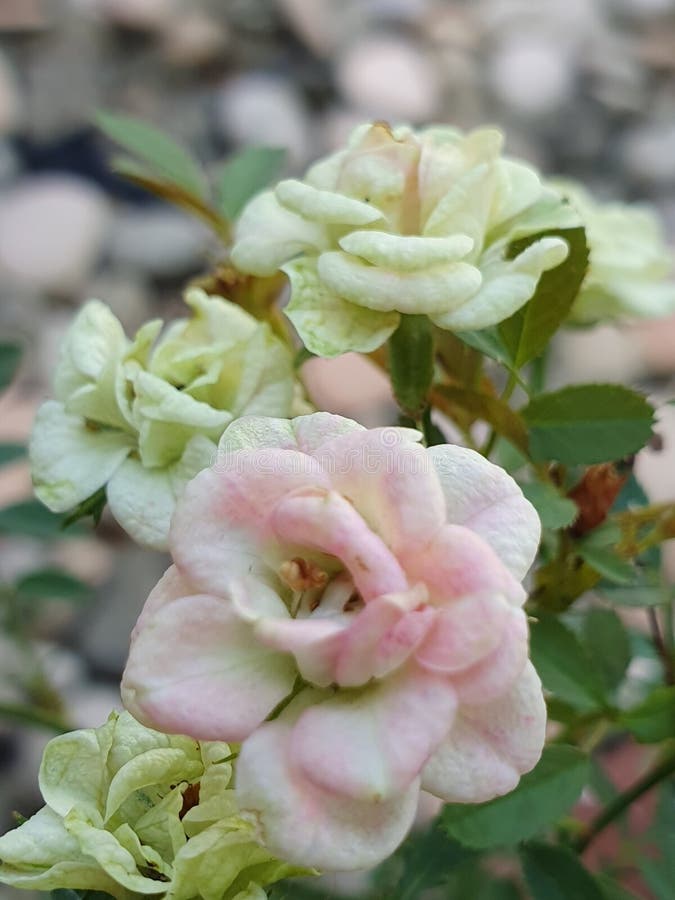 Rose Flowers are Very Small, the Leaves and Stems are Very Small Stock ...