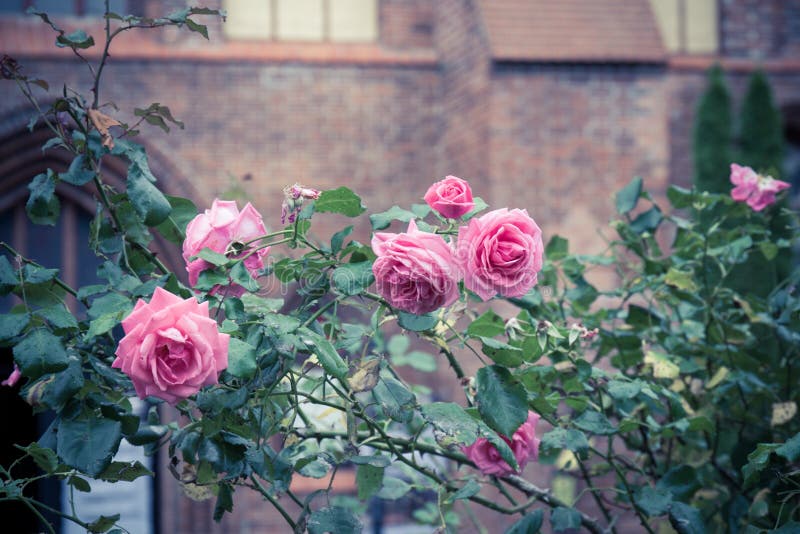 Rose Flowers On Vintage Background Gothic Castle Stock Photo - Image of ...
